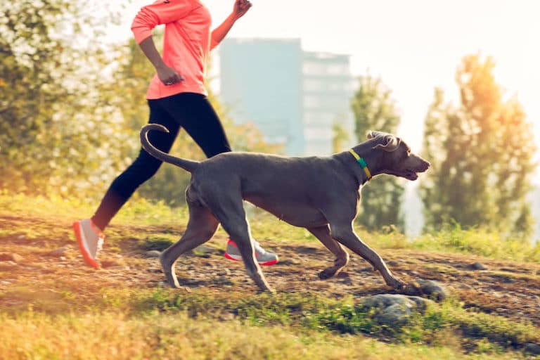 Fitbark, the Fitbit for your dog